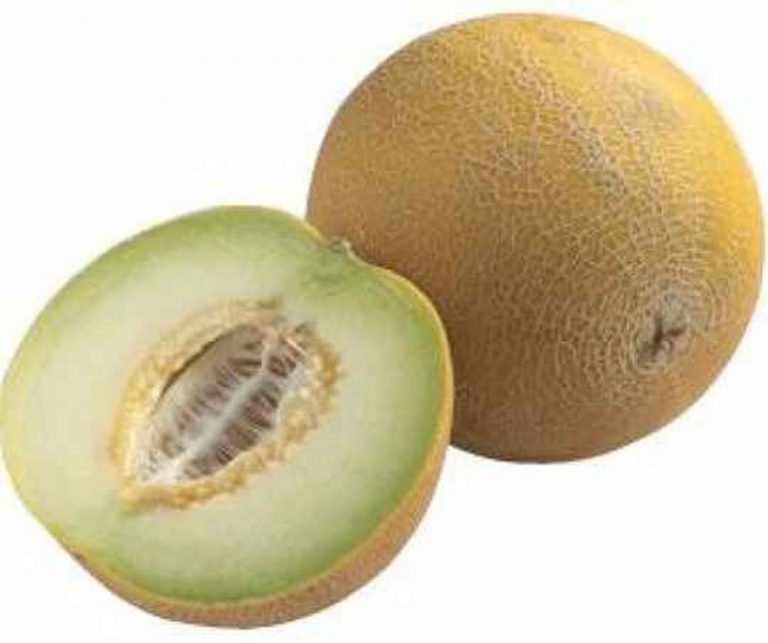 Meloen Galia (per stuk) | Groenenfruitig.nl